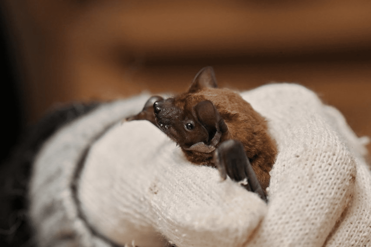 Ukrainian wildlife charity forced to store hibernating bats in fridge ...