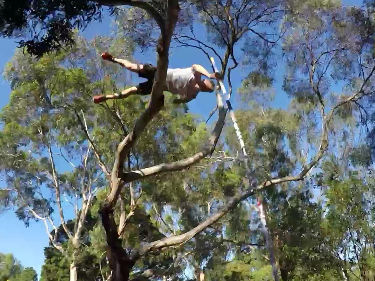 Watch: Pole vaulter practices by leaping over tree