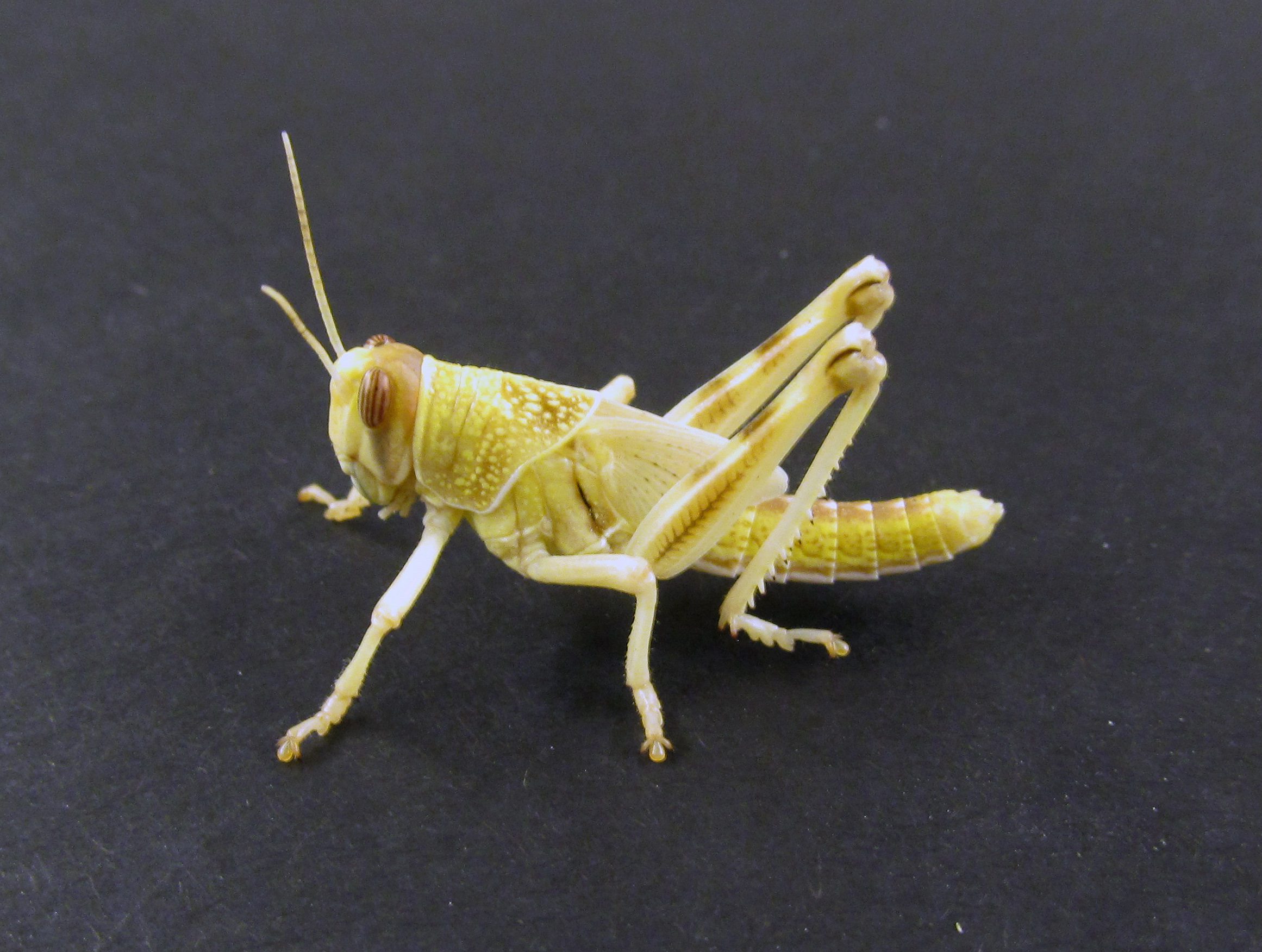 Genome of destructive desert locust 3 times larger than humans