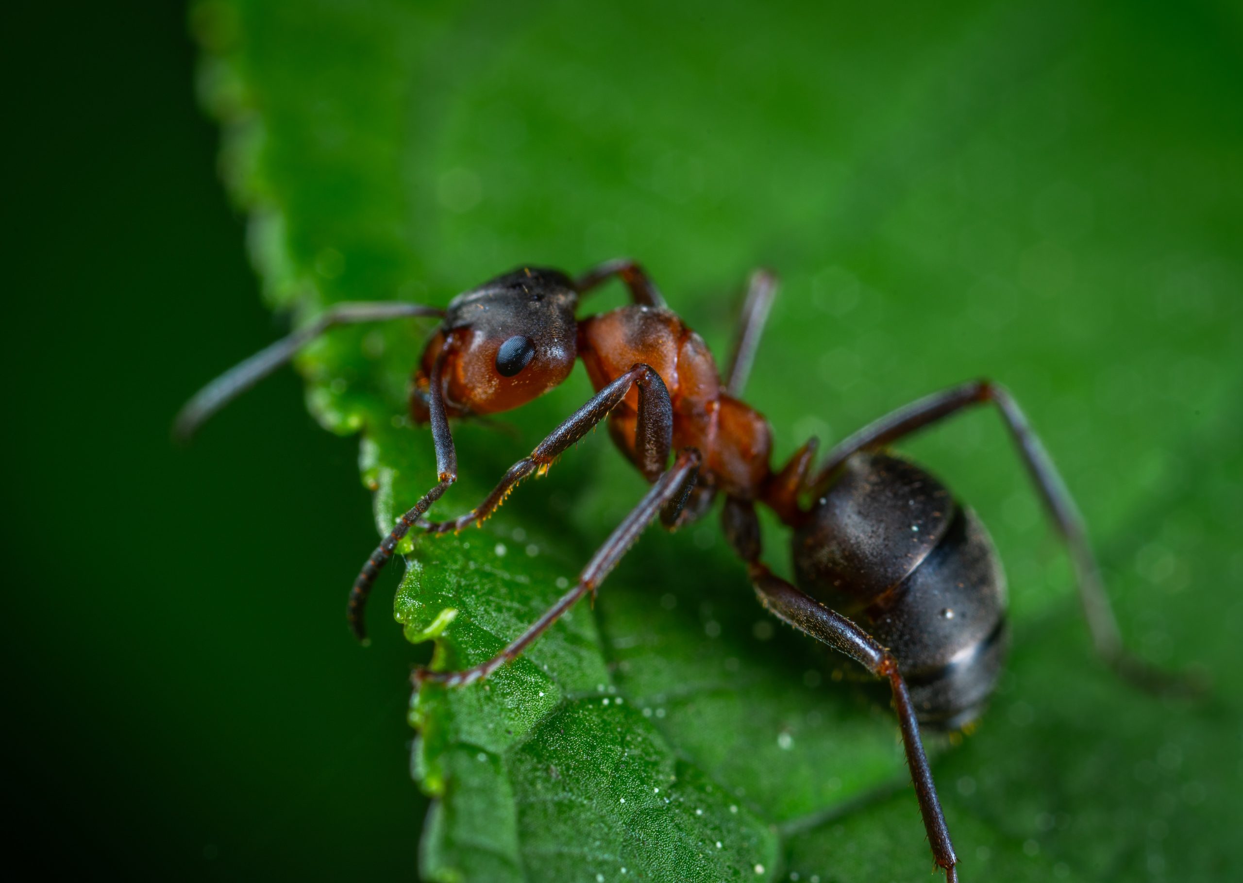 Queen ants survive longer than their peers by doing this - Talker