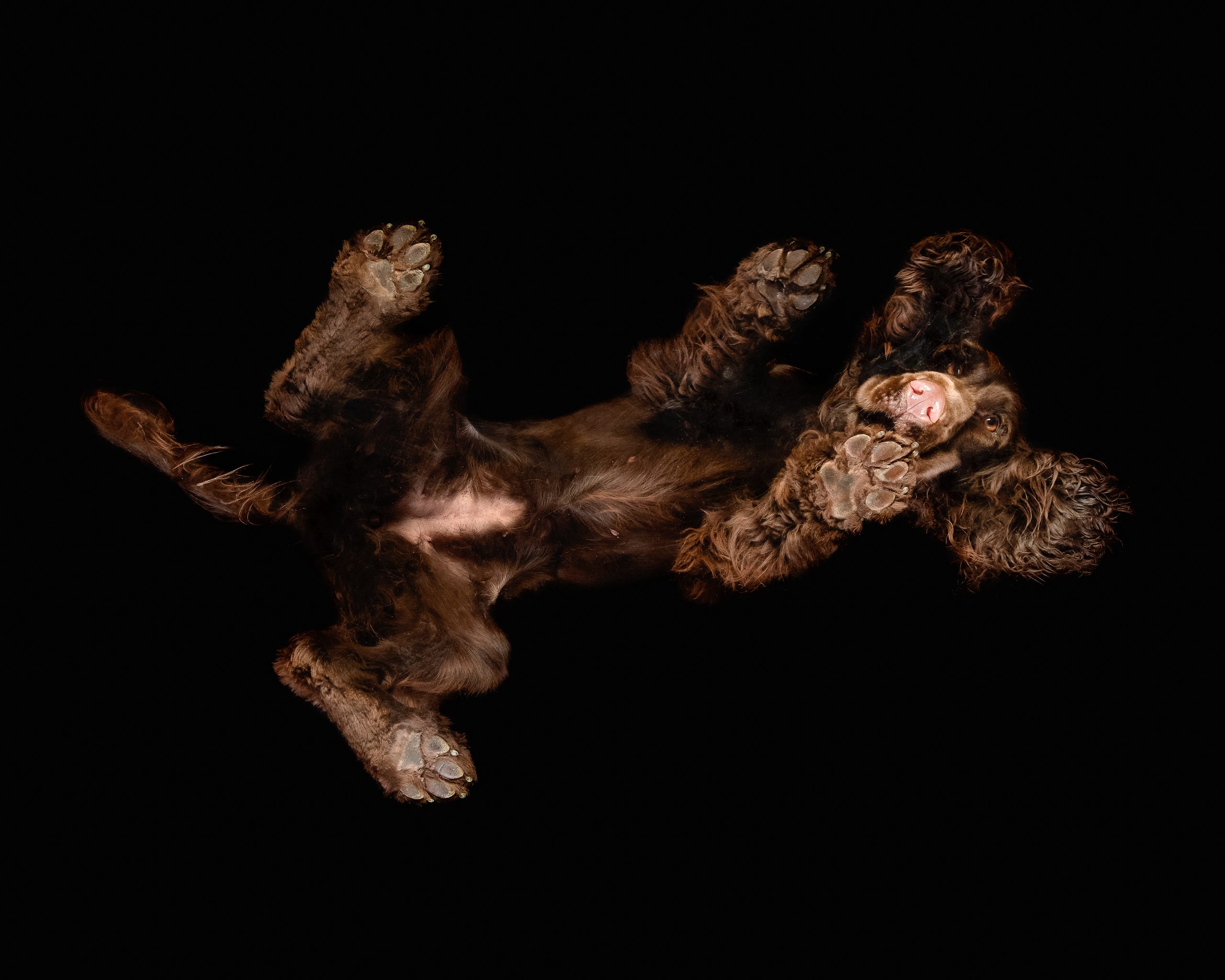 Photographer gets creative by capturing dogs from underneath glass - Talker