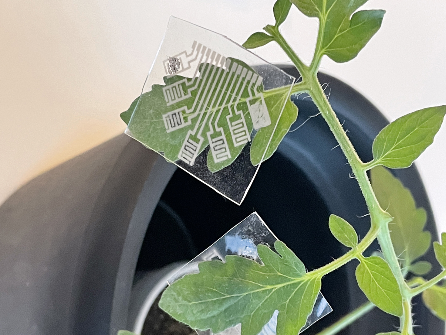 Innovative plant patch uses AI to detect disease and drought