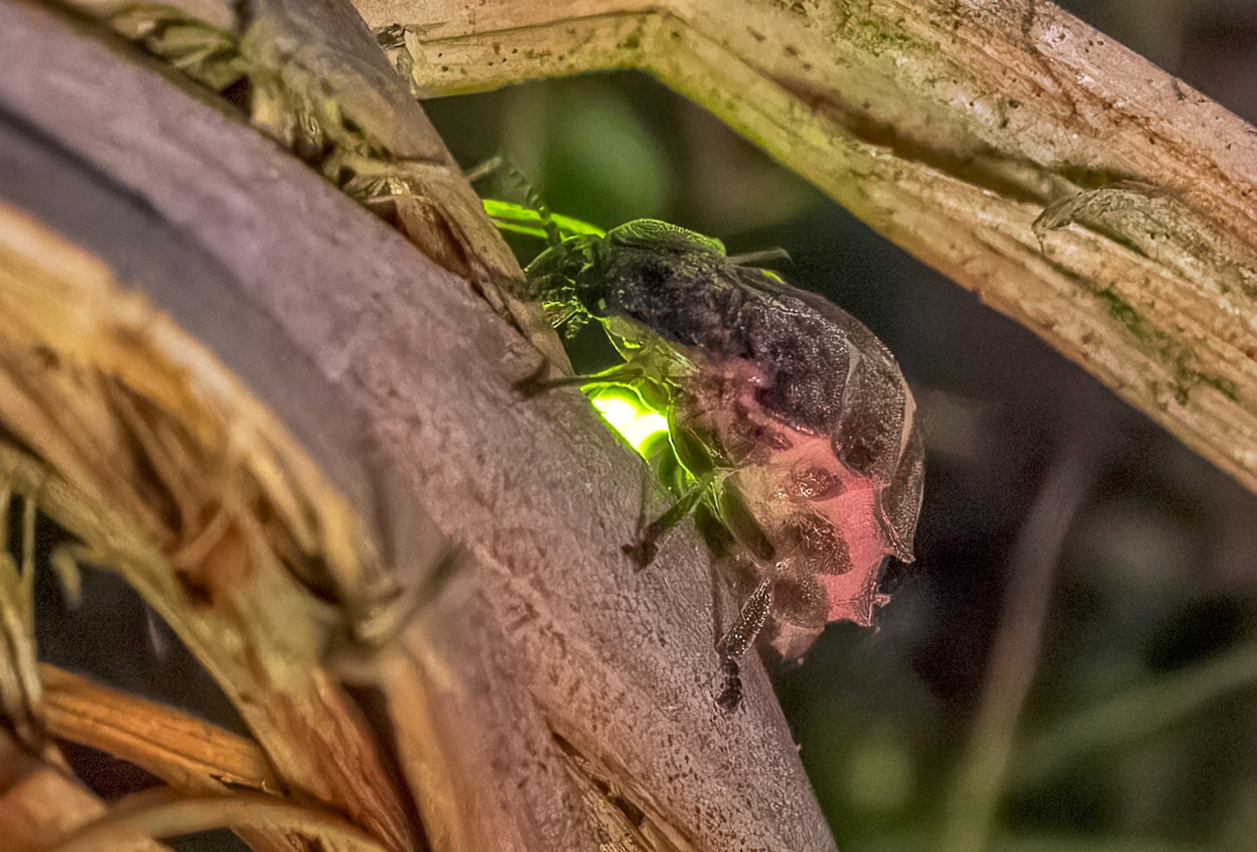 SEE IT: Female glow worm uses her bioluminescent body to attract mate