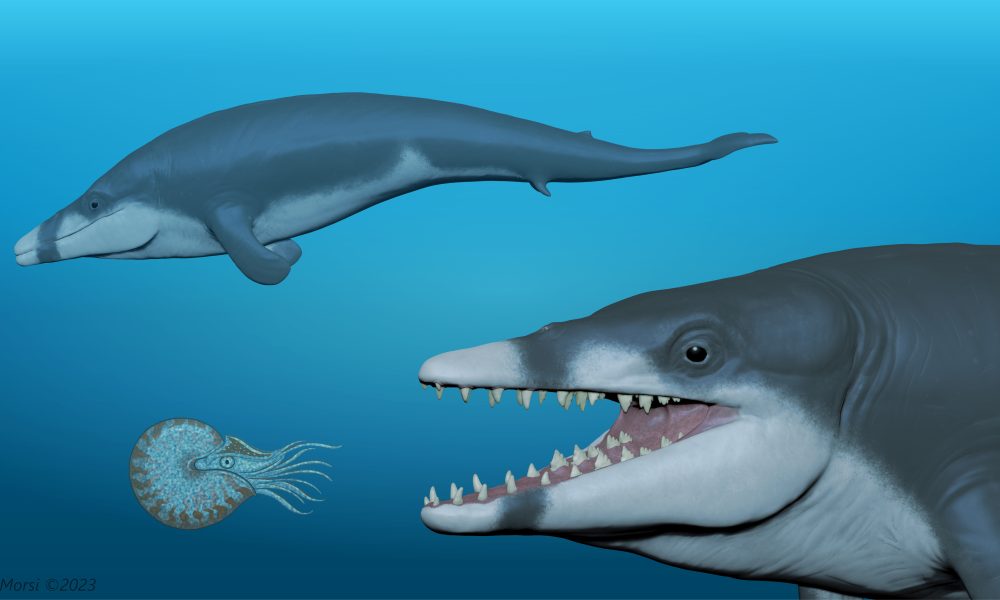 New species of extinct whale named after ancient Egyptian pharaoh