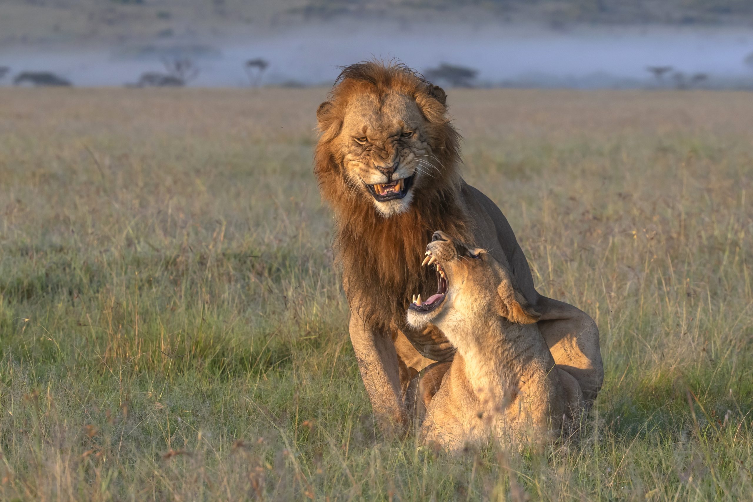 Photographer captures how lions mate in the wild