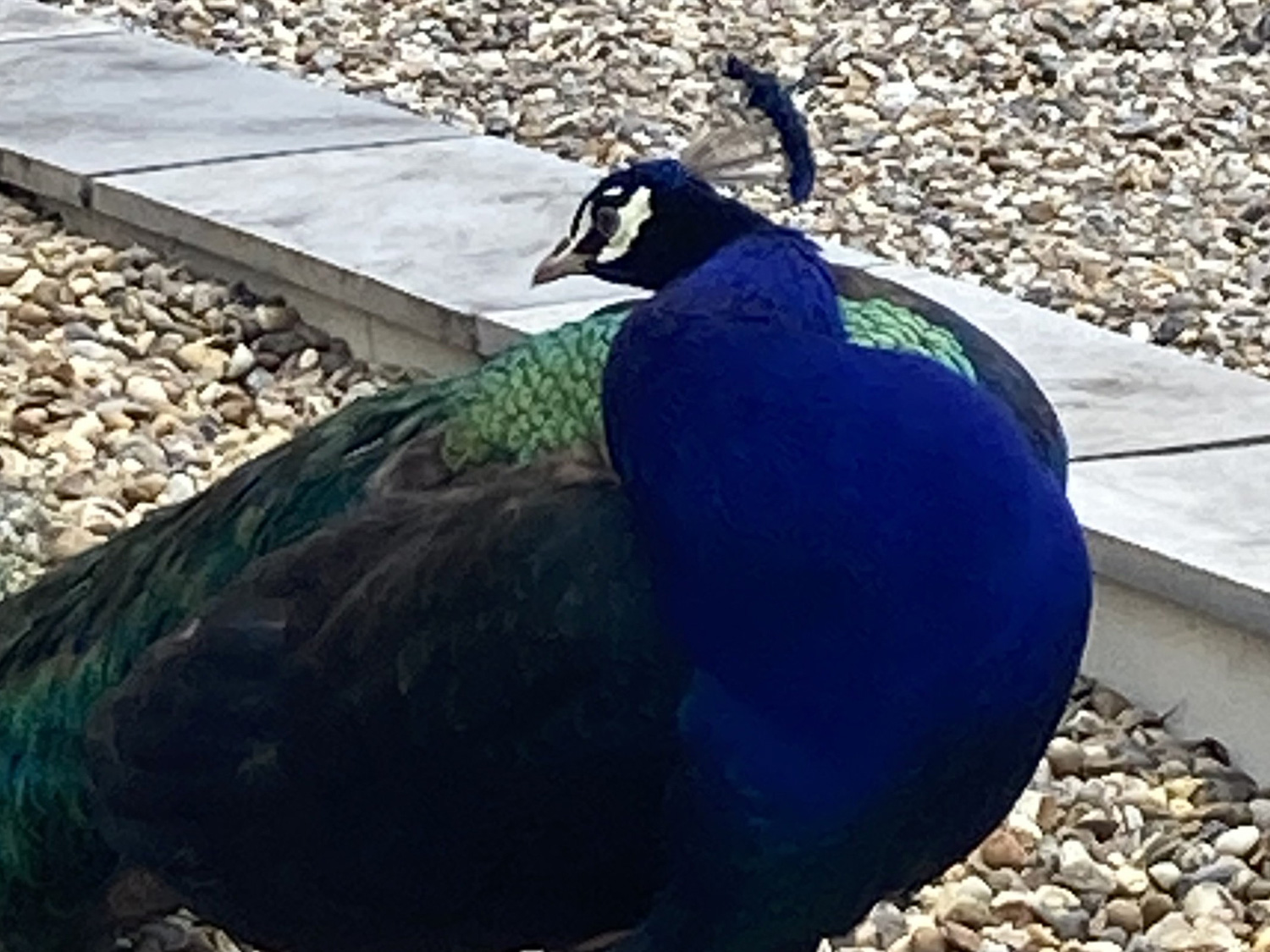 Flock of peacocks causing 'chaos' in peaceful village