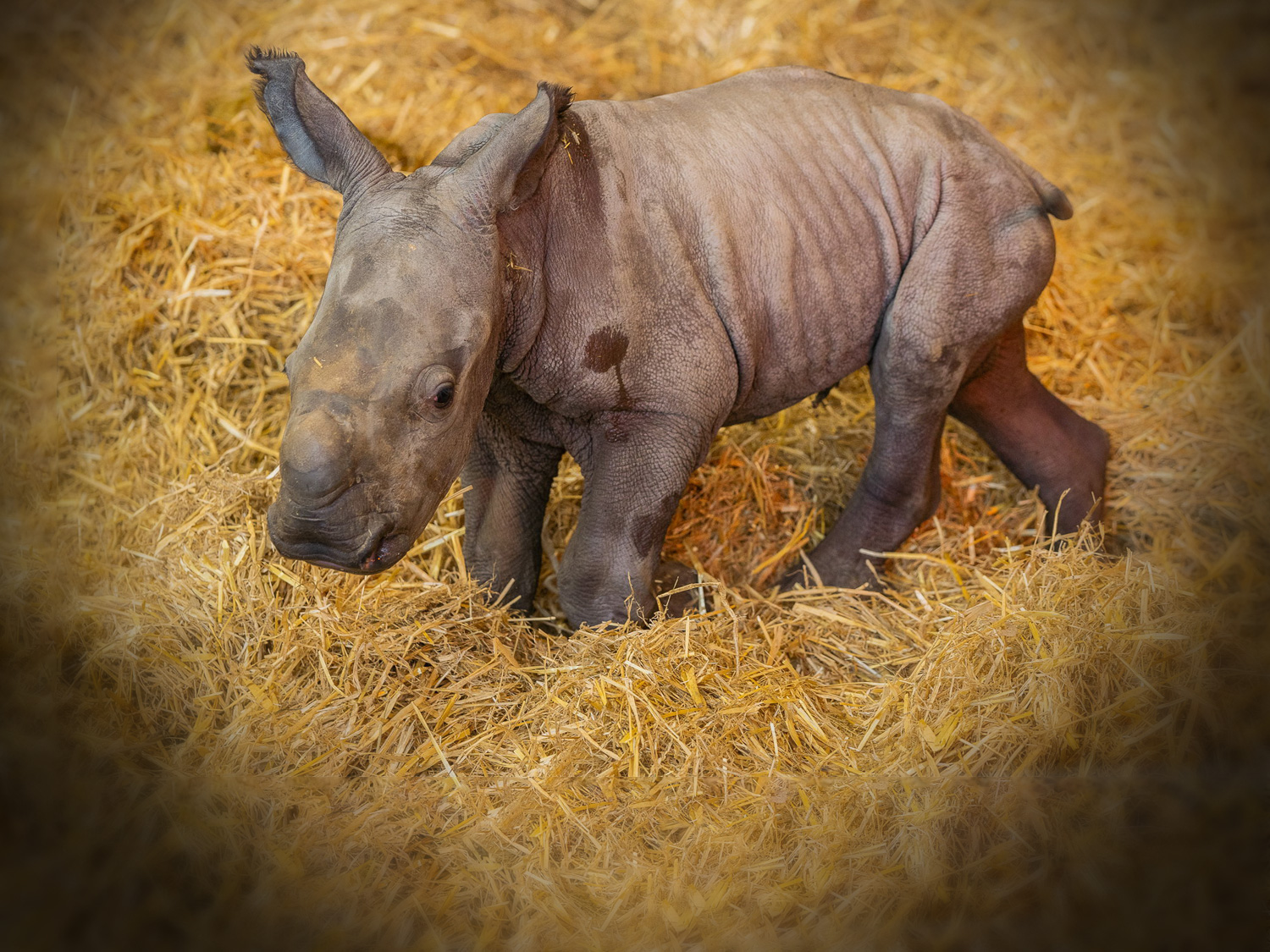 Adorable baby white rhino makes public debut at zoo