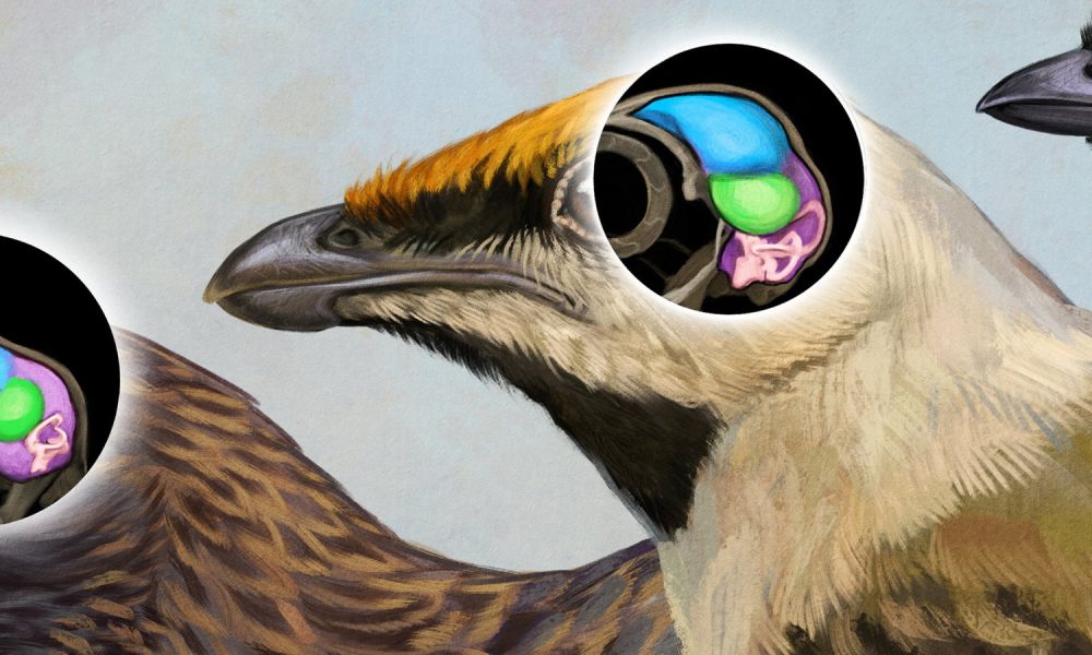 Prehistoric 'bird brain' fossil reveals evolution of avian intelligence