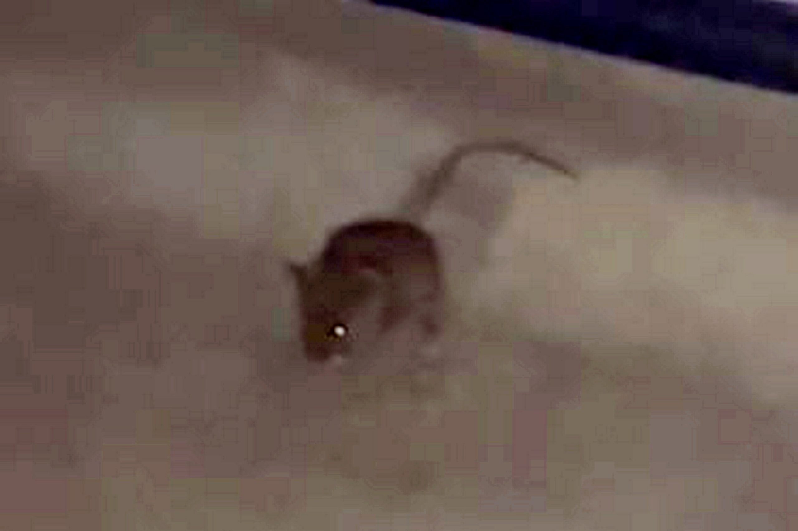 Patient blasts 'disgusting' hospital with mice infestation