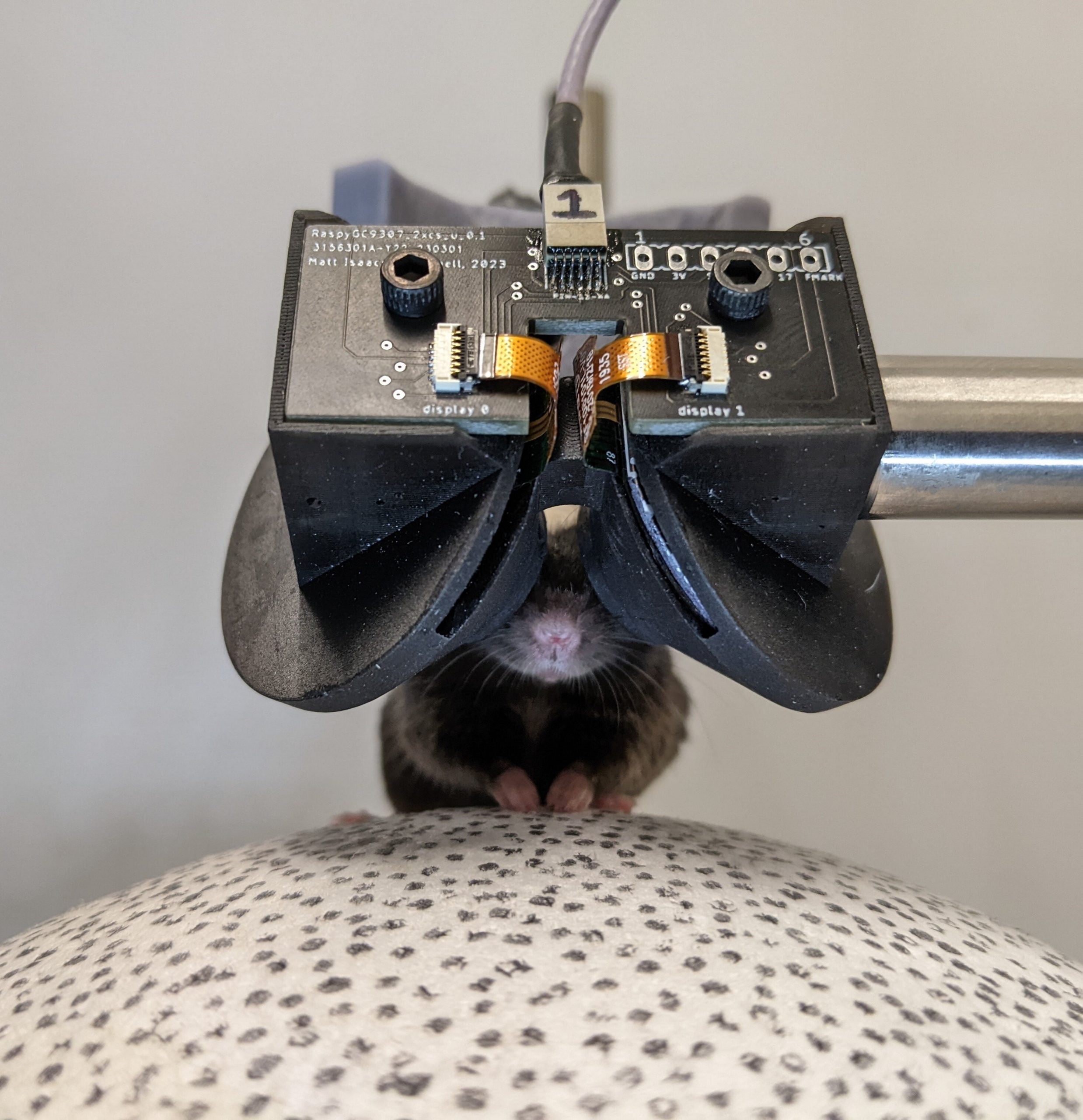 Scientists create virtual reality goggles for mice