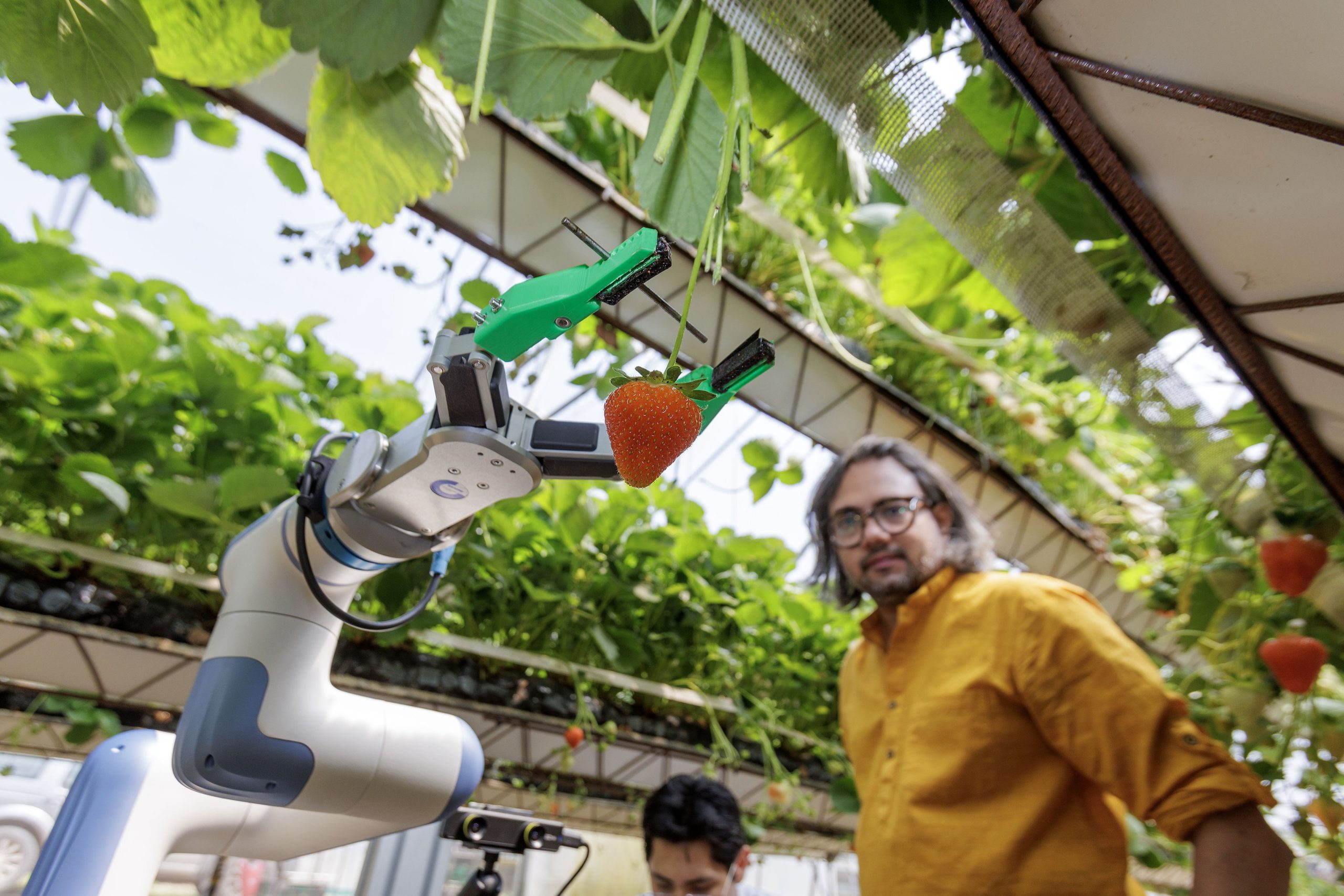 Jam makers try out state-of-the-art berry-picking robots