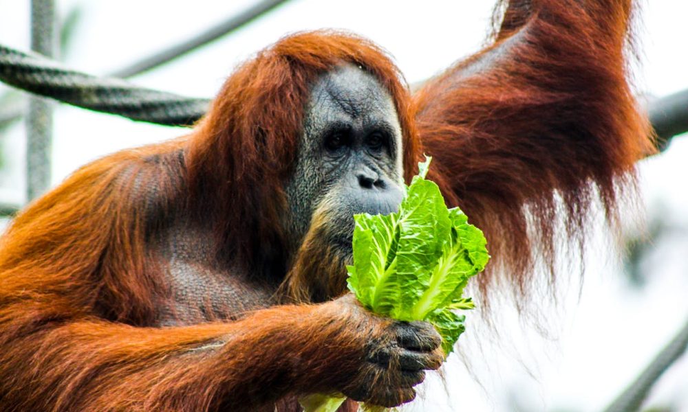 Scientists discover world's largest spider web