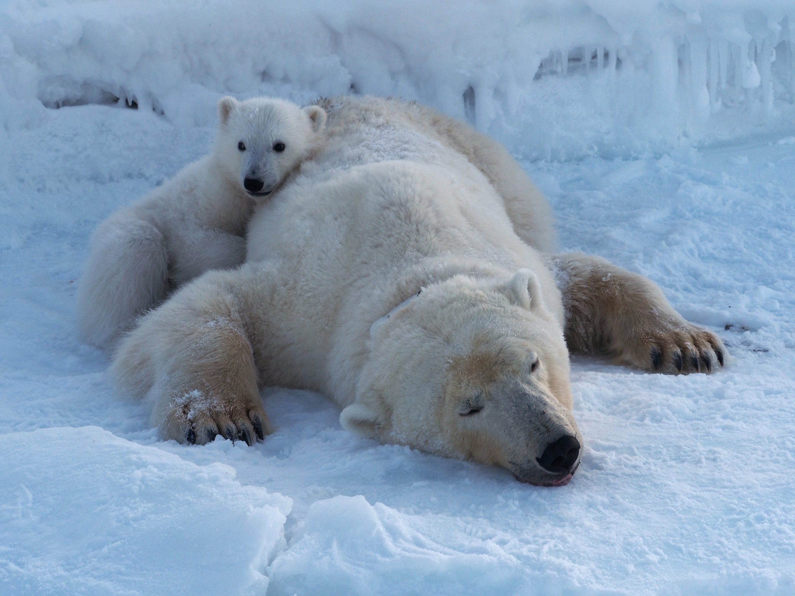 Polar bears in better shape despite sea ice melting: study